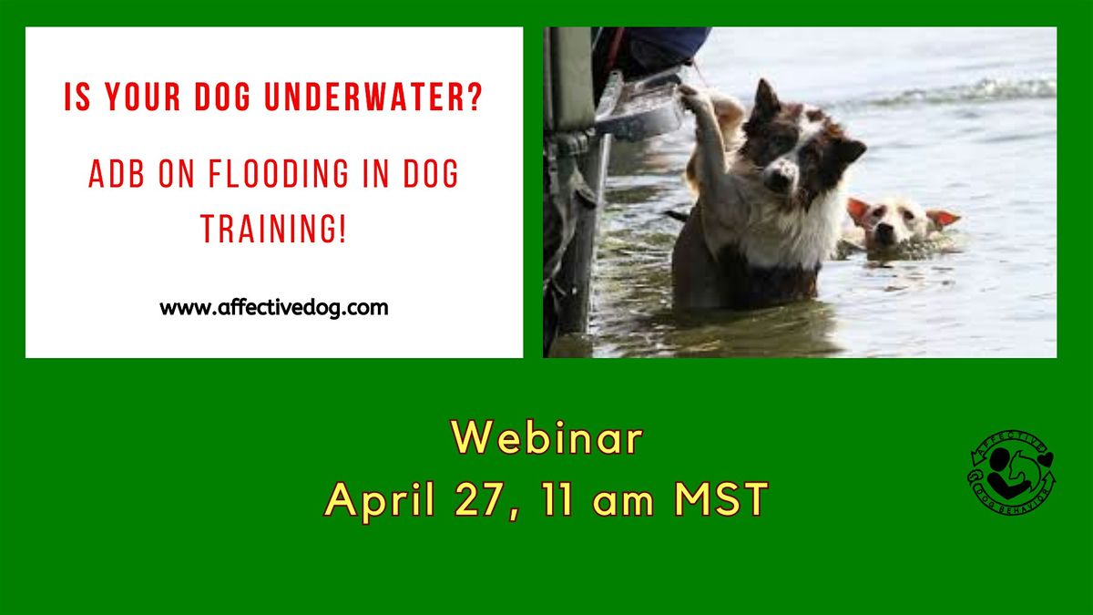 Is your dog underwater? ADB on flooding in dog training | ONLINE - ZOOM ...